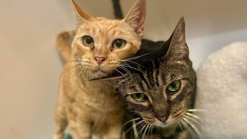Pet of the Week: Ducky and Possum | News, Sports, Jobs - Maui News